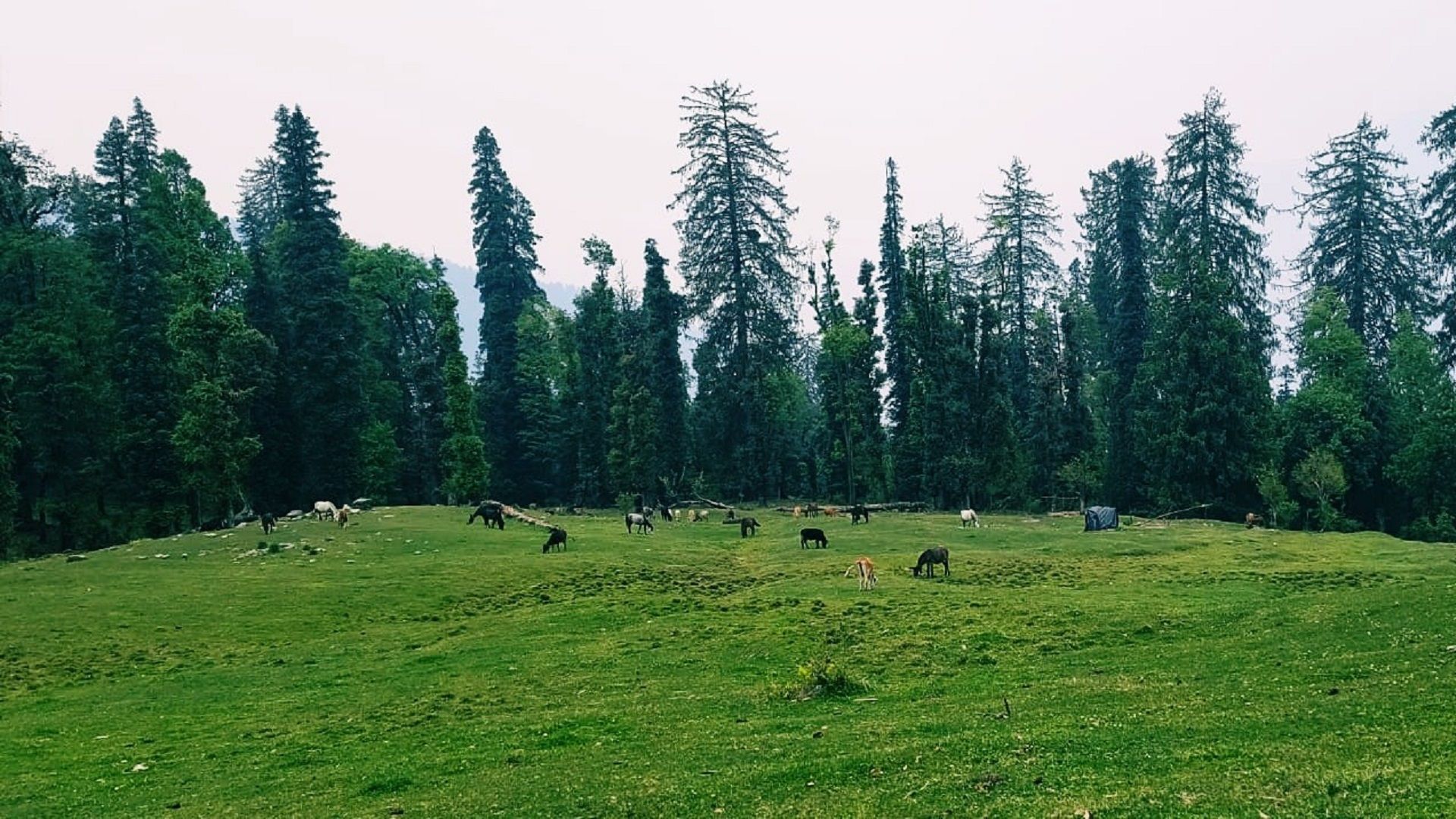 Phulara Ridge Trek: Offbeat Hill Station In Uttarakhand To Explore 2024