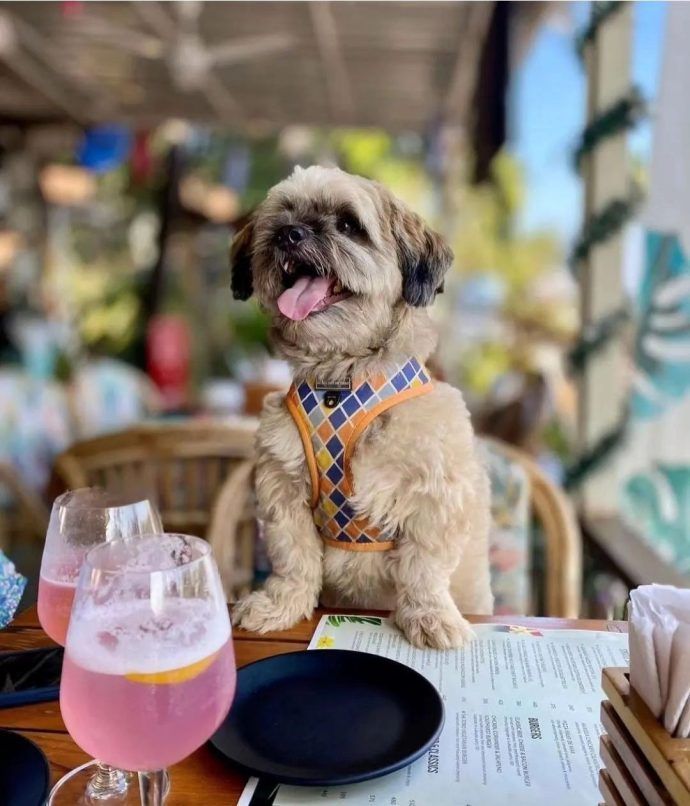 The Ultimate Guide To Pet-Friendly Places In Goa