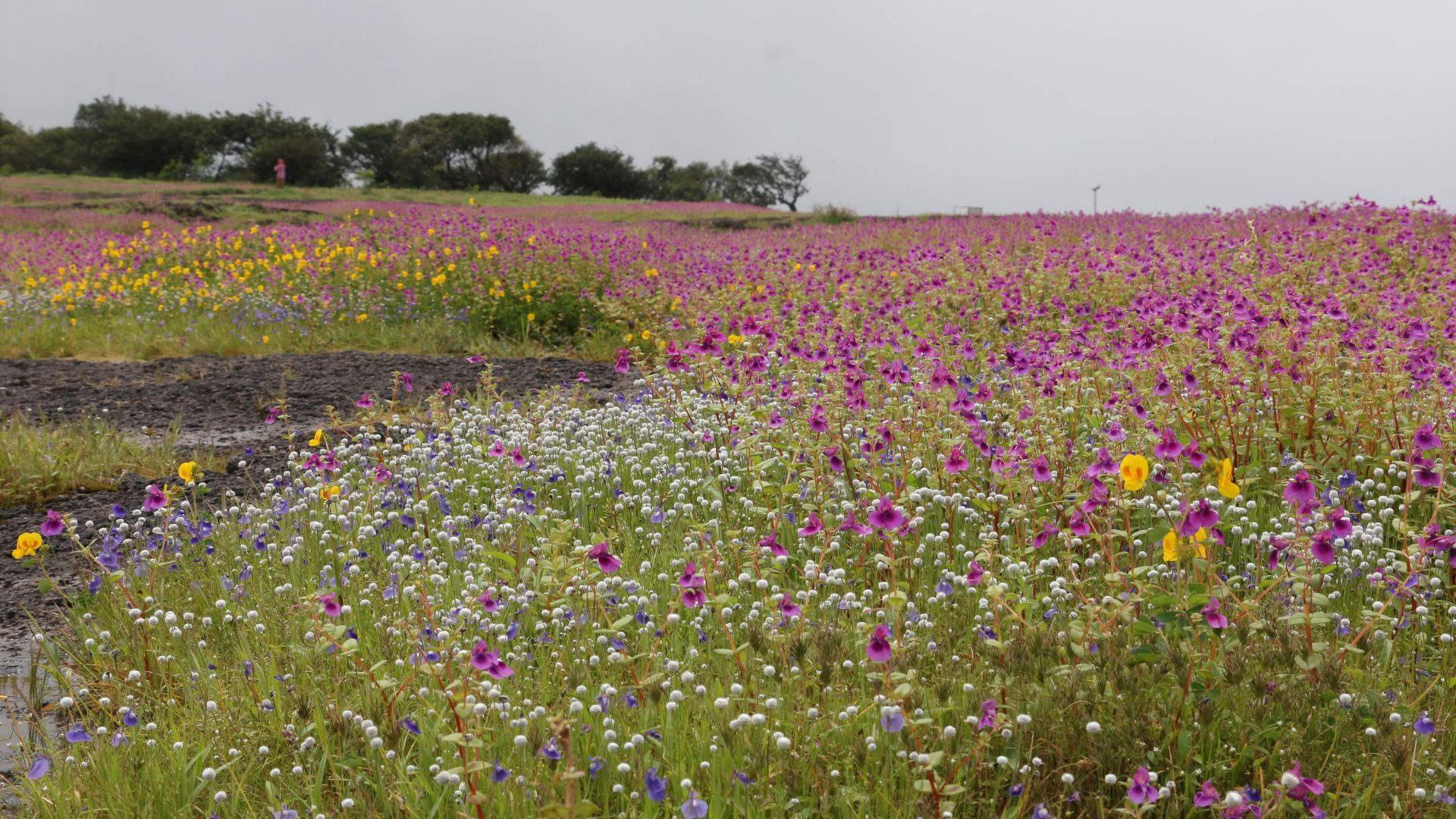 Kaas Plateau: Perfect Romantic Getaway At Maharashtra's Valley Of ...