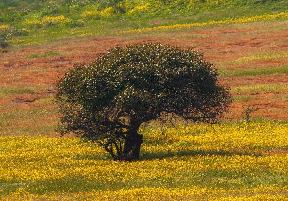 Kaas Plateau: Perfect Romantic Getaway At Maharashtra's Valley Of ...
