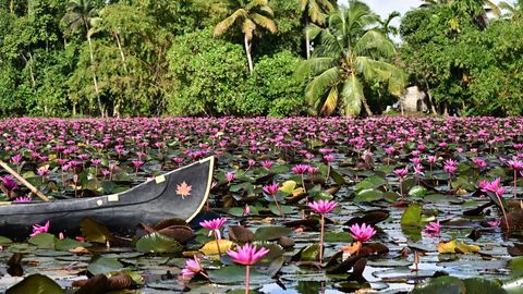 Malarikkal Water Lilies: All You Need To Know About The Pink Bloom Fest