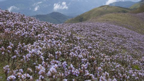 In Pictures: Neelakurinji Flowers Bloom In The Nilgiri Hills After 12 Years