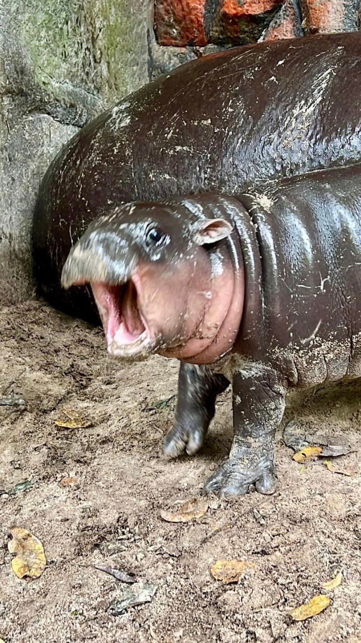 Famous Animals Like Moo Deng And Where You Can See Them