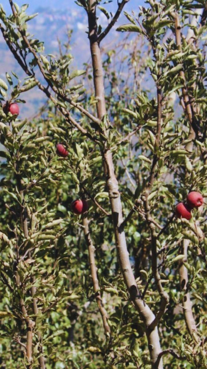 Why Fagu Should Be Your Next Offbeat Himachal Escape