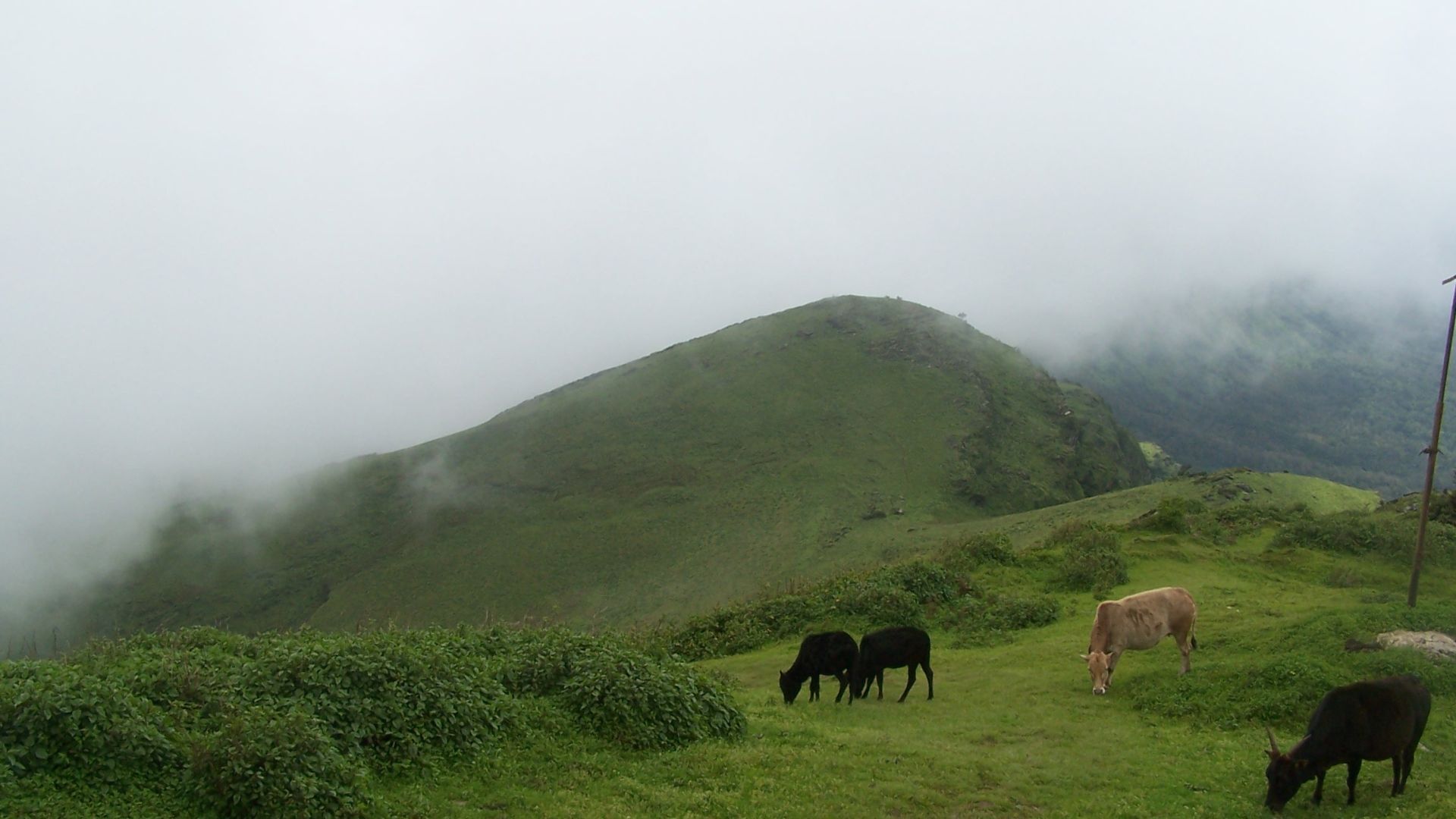 Places To Visit In Chikmagalur: From Misty Mountains To Coffee Estates