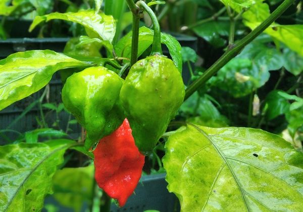 Nagaland Food And Cuisine: A Spicy Journey Through Naga Tradition