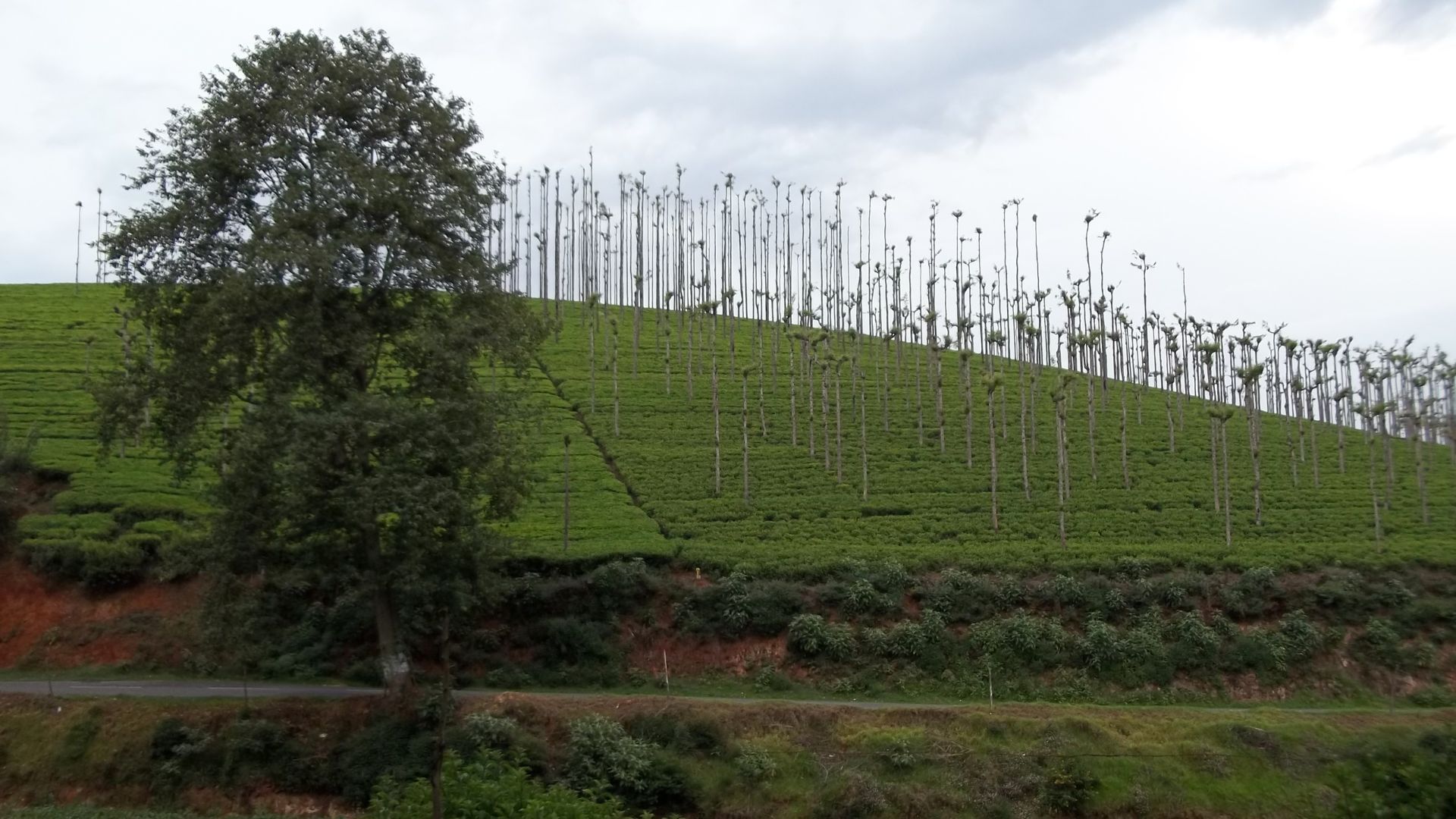 Your Guide To Ooty's Famous Food And Coonoor’s Local Delights
