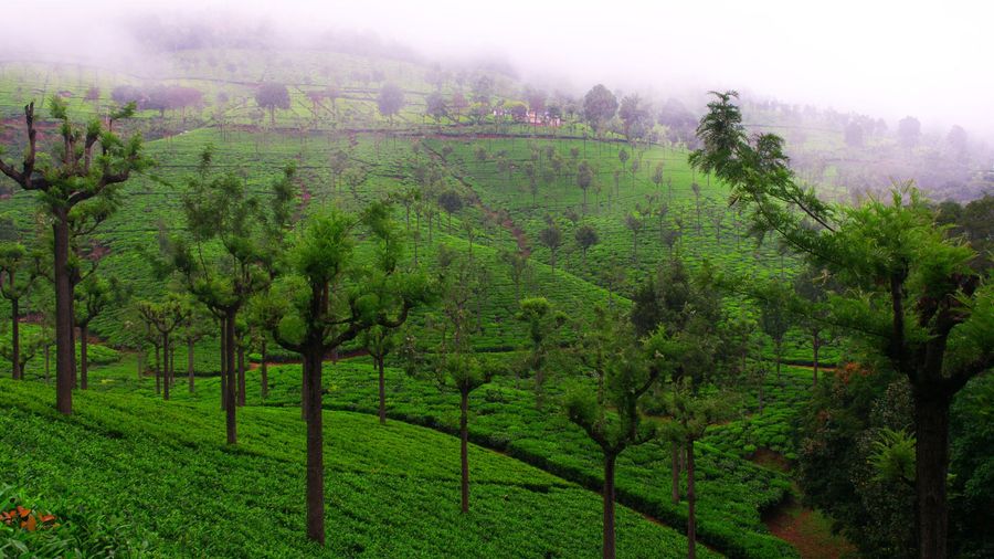 Your Guide To Ooty's Famous Food And Coonoor’s Local Delights