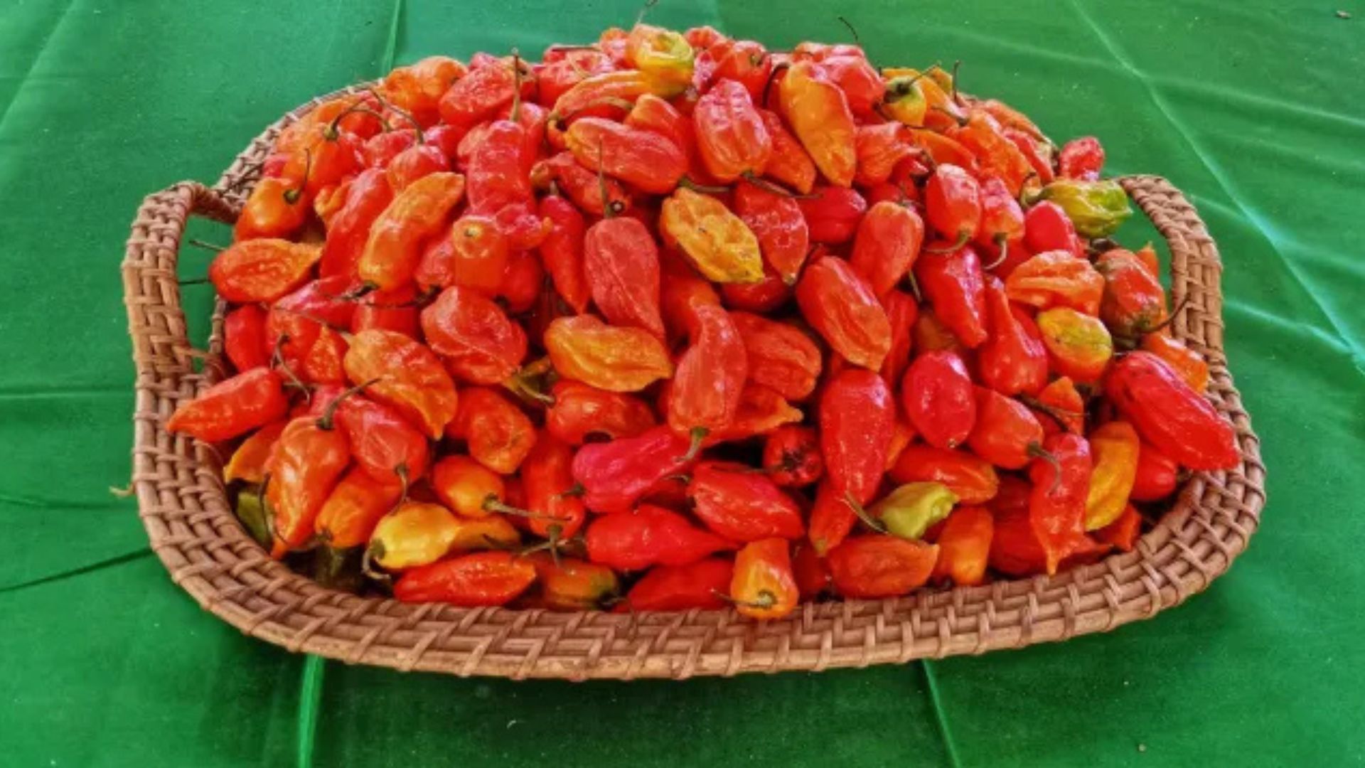 Exploring Nagaland's Culture Beyond The Hornbill Festival