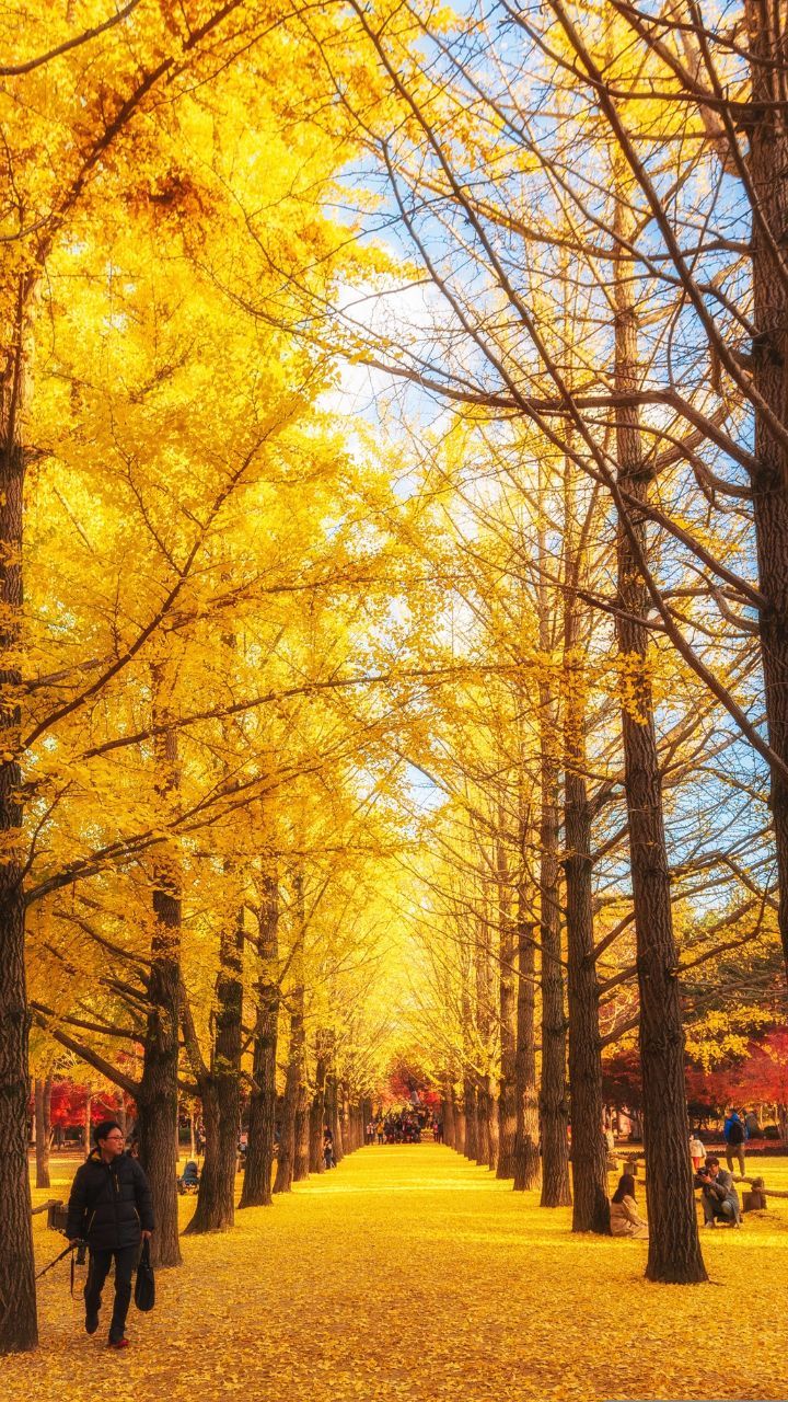 In Pictures: Explore The Beauty Of Nami Island