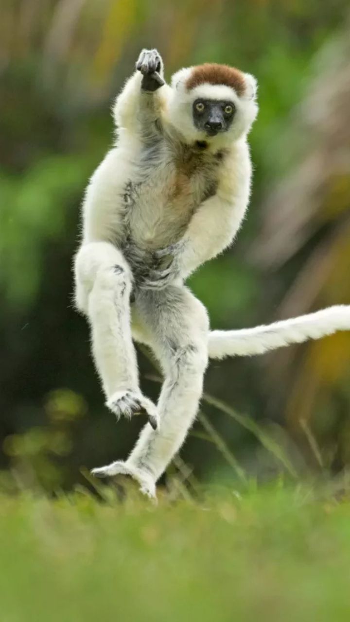 Winning Funny Animal Pictures From The 2024 Comedy Wildlife Awards