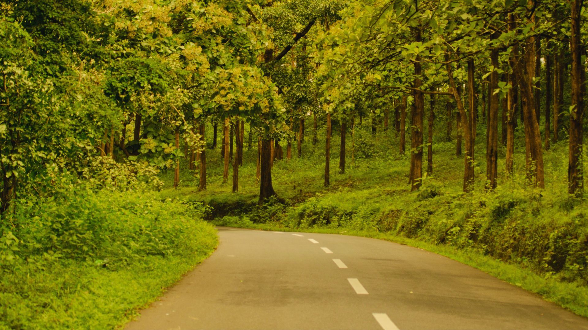 Tourist Places In Wayanad: A Traveller's Guide To The 'Ooty Of Kerala'