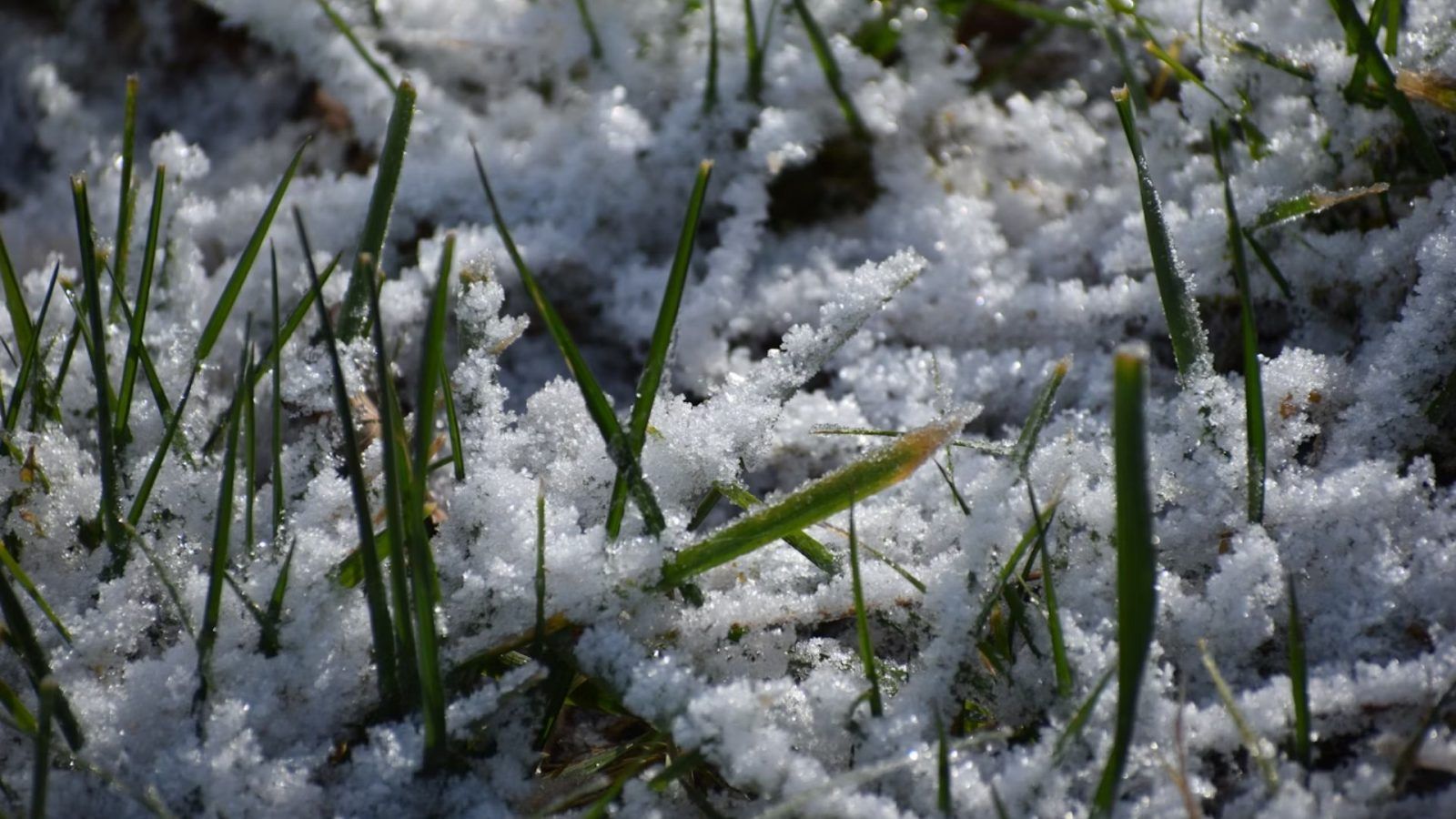 Snowfall In Munnar Turns Kerala Hill Station Into Winter Paradise