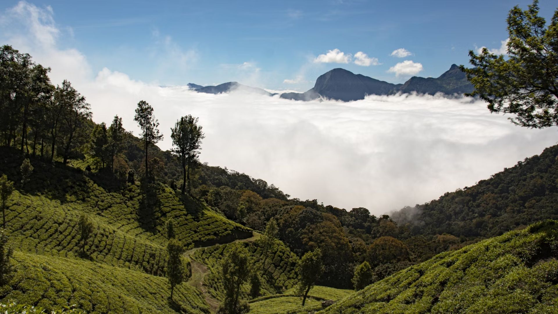 Snowfall In Munnar Turns Kerala Hill Station Into Winter Paradise