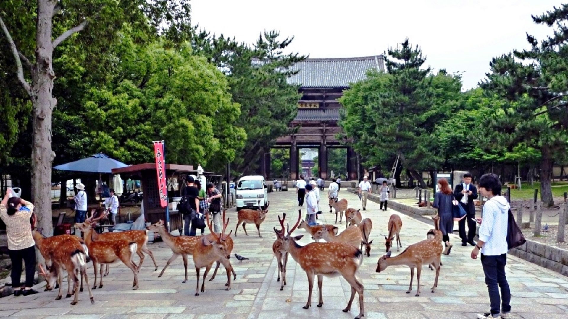 Day Trips From Osaka To Explore Japan's Hidden Beauty