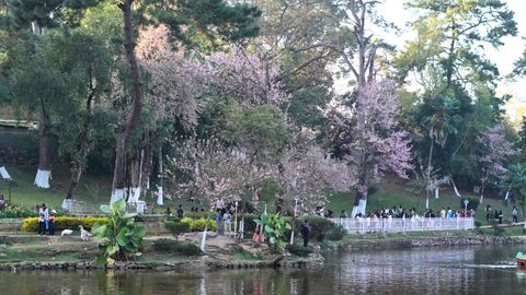 Music And Magic Of Shillong's Famed Cherry Blossom Festival 2024