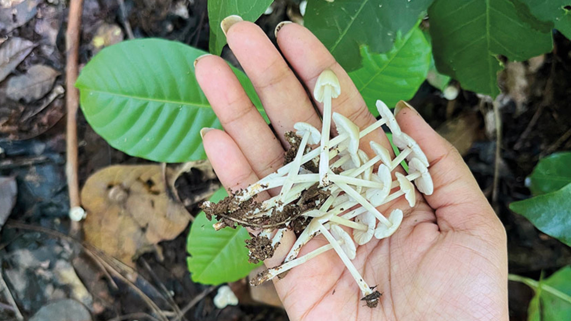 In Pursuit Of Peace In Odisha