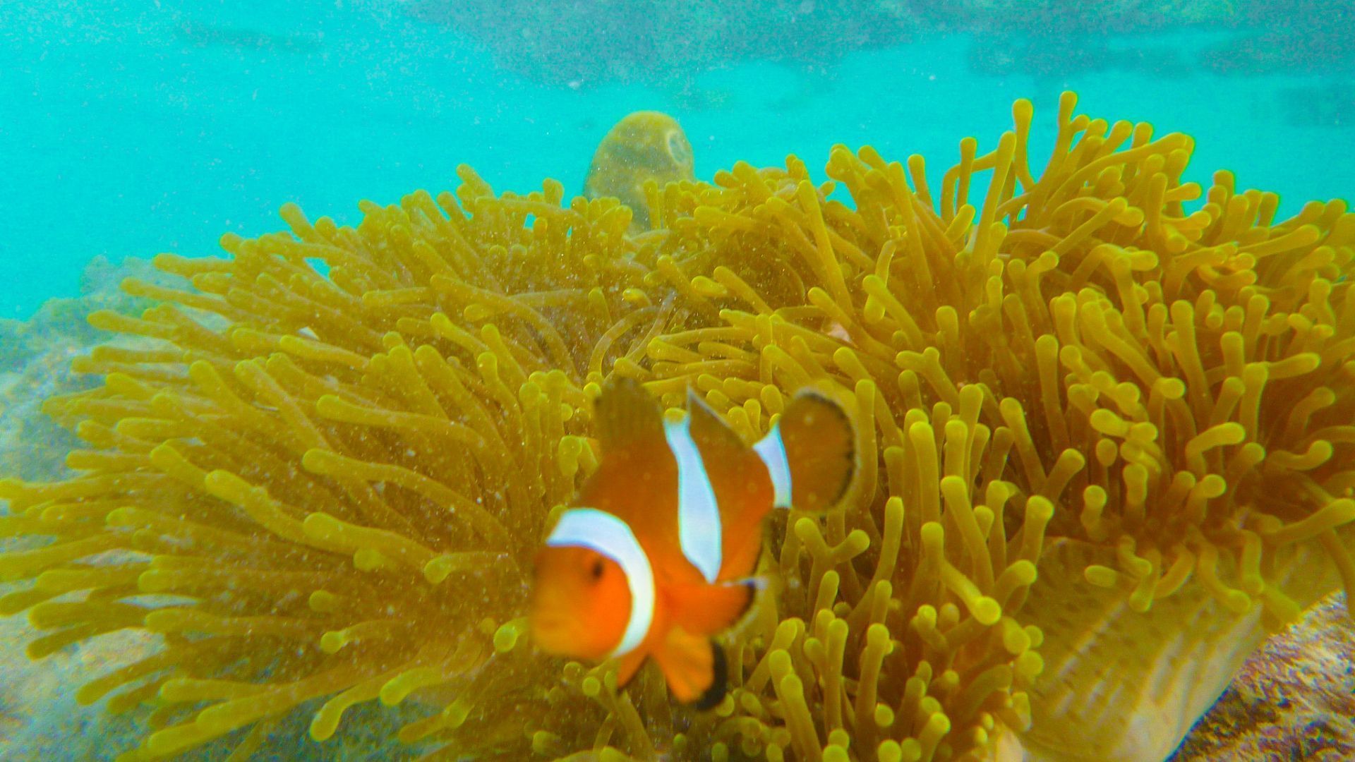 Things To Do In Koh Lipe: Beaches, Islands, And More