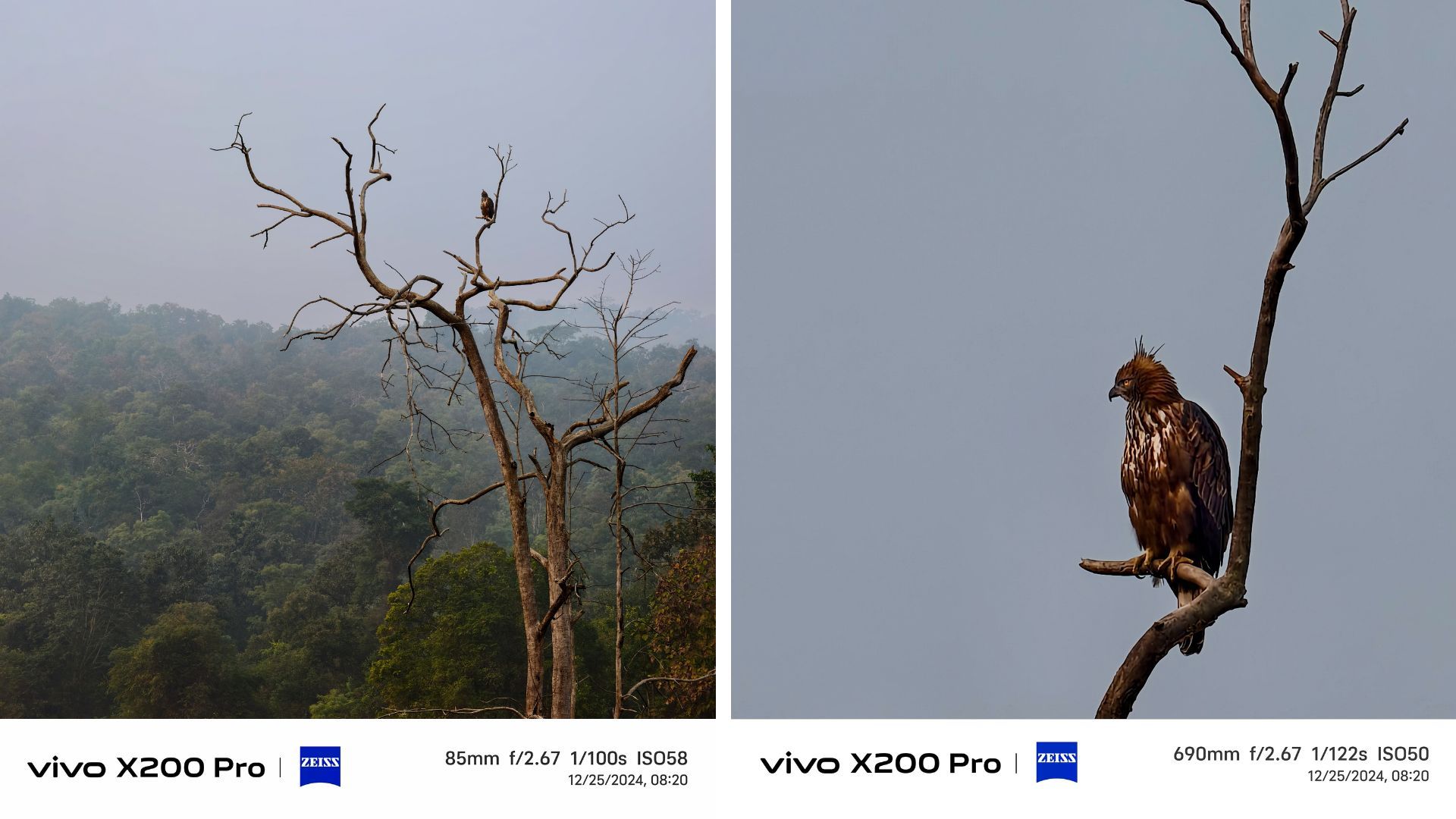 Into The Wilderness Of Satpura Tiger Reserve With vivo X200 Pro