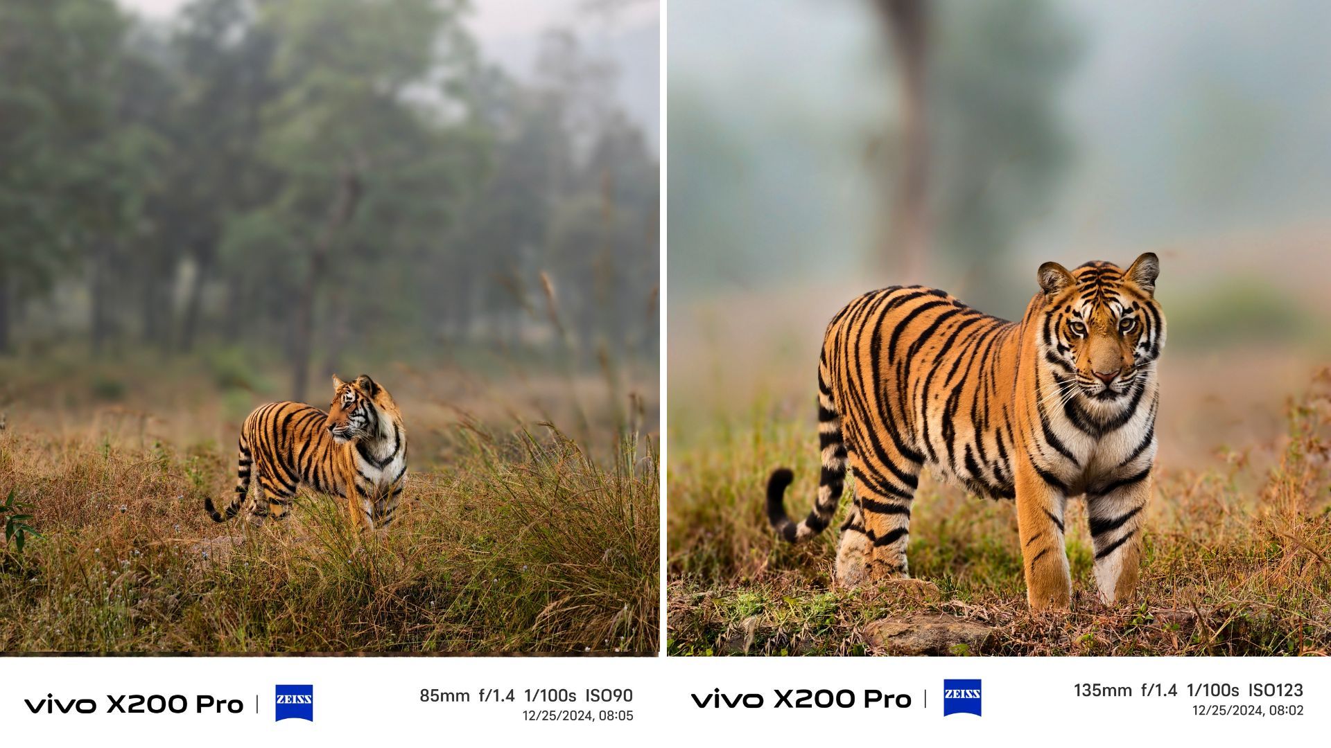 Into The Wilderness Of Satpura Tiger Reserve With vivo X200 Pro