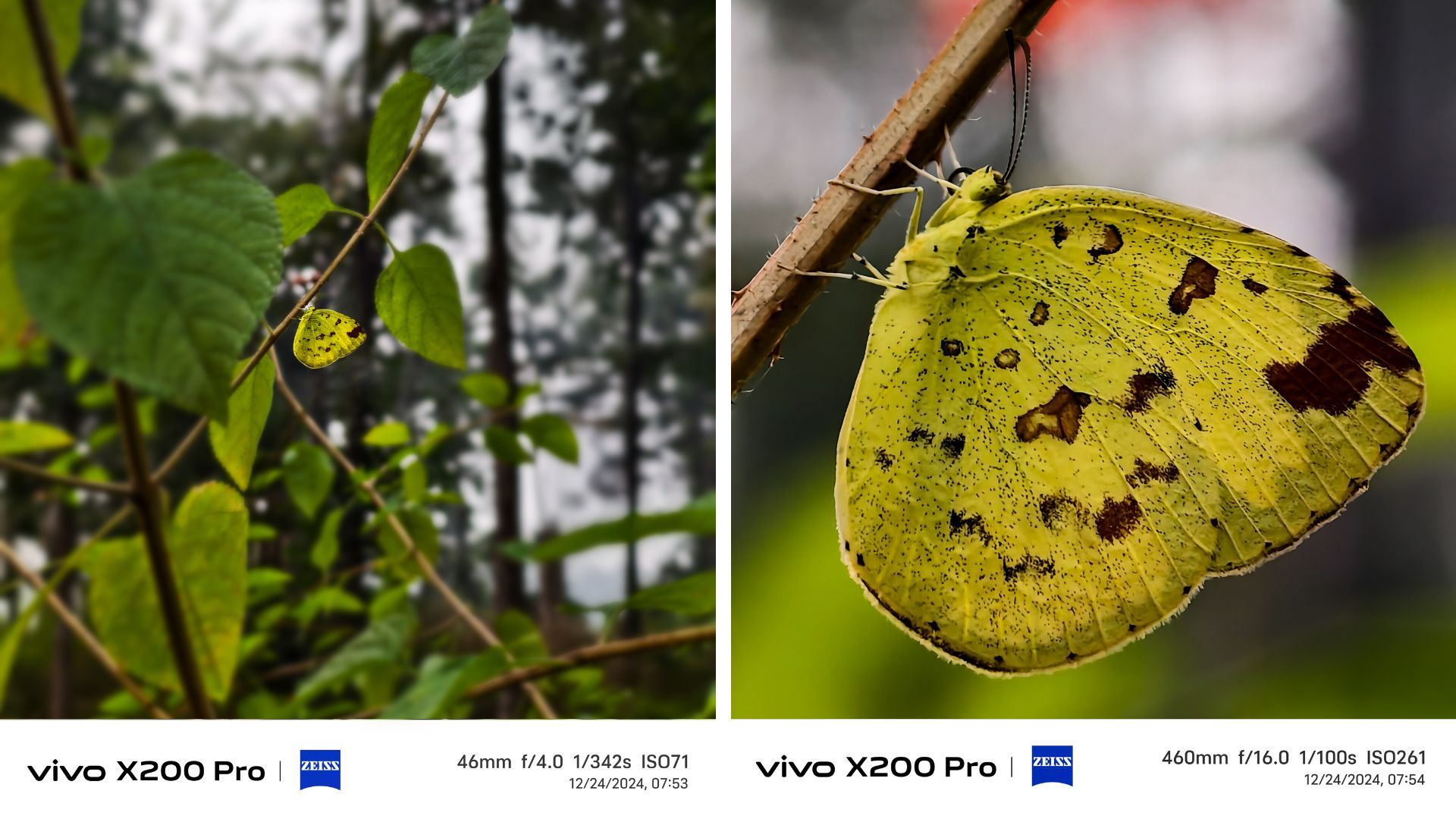 Into The Wilderness Of Satpura Tiger Reserve With vivo X200 Pro