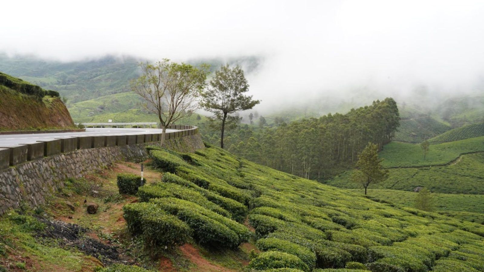 Munnar Enjoys Zero-Degree Bliss: Top Spots To Savour The Winter Chill
