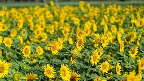 Gundlupet Tourist Places: Exploring The Picturesque 'Flower Pot Of India'