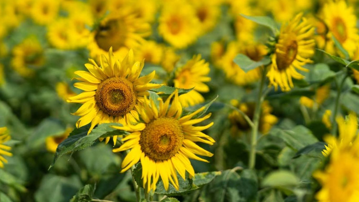 Gundlupet Tourist Places: Exploring The Picturesque 'Flower Pot Of India'
