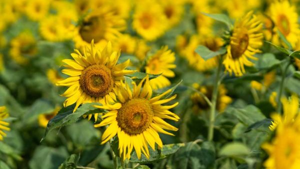 Gundlupet Tourist Places: Exploring The Picturesque 'Flower Pot Of India'
