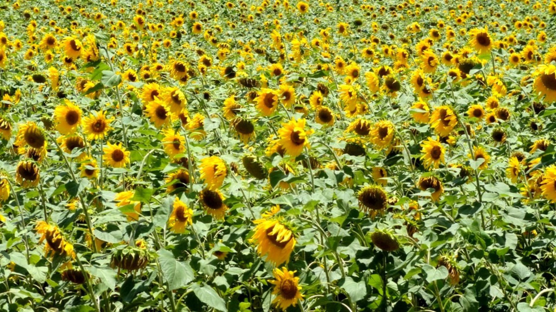 Gundlupet Tourist Places: Exploring The Picturesque 'Flower Pot Of India'