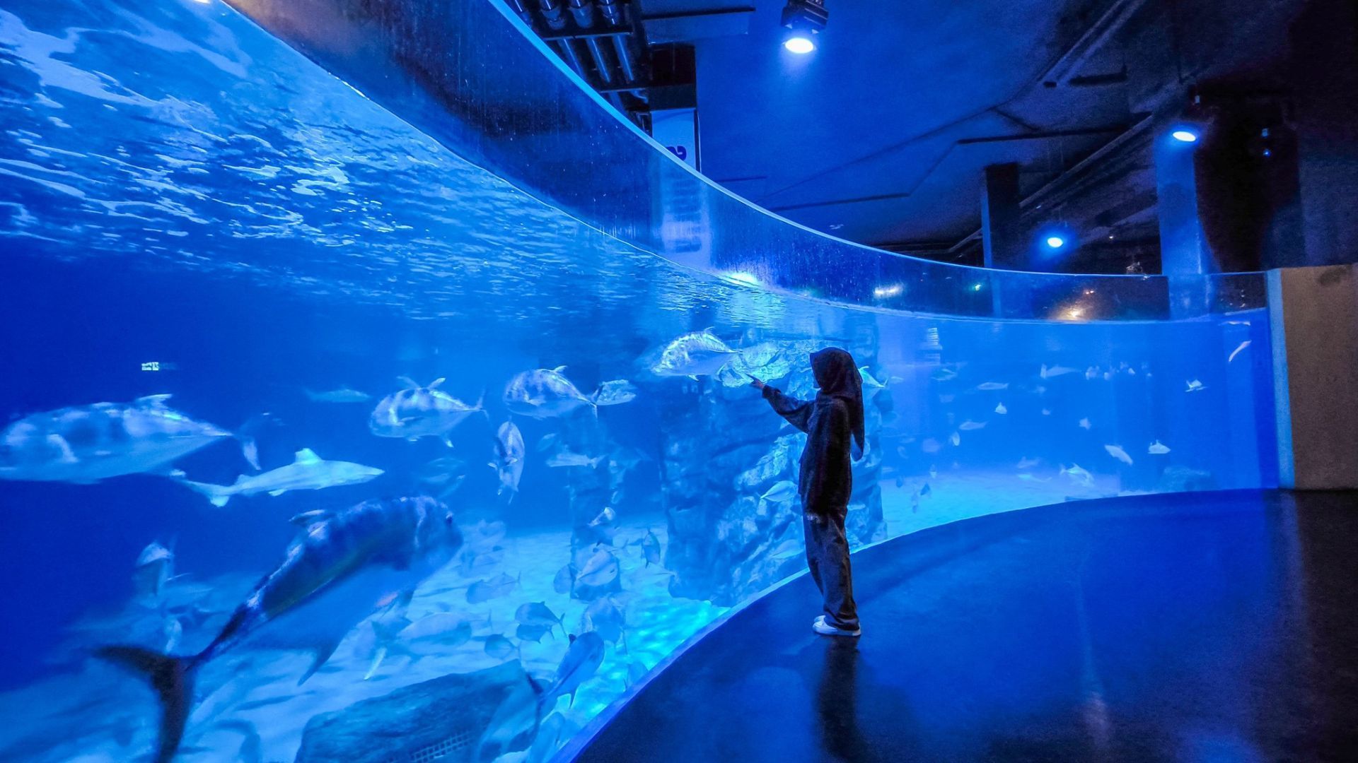 Aquariums In Thailand: Explore The Best Marine Life Attractions Up Close