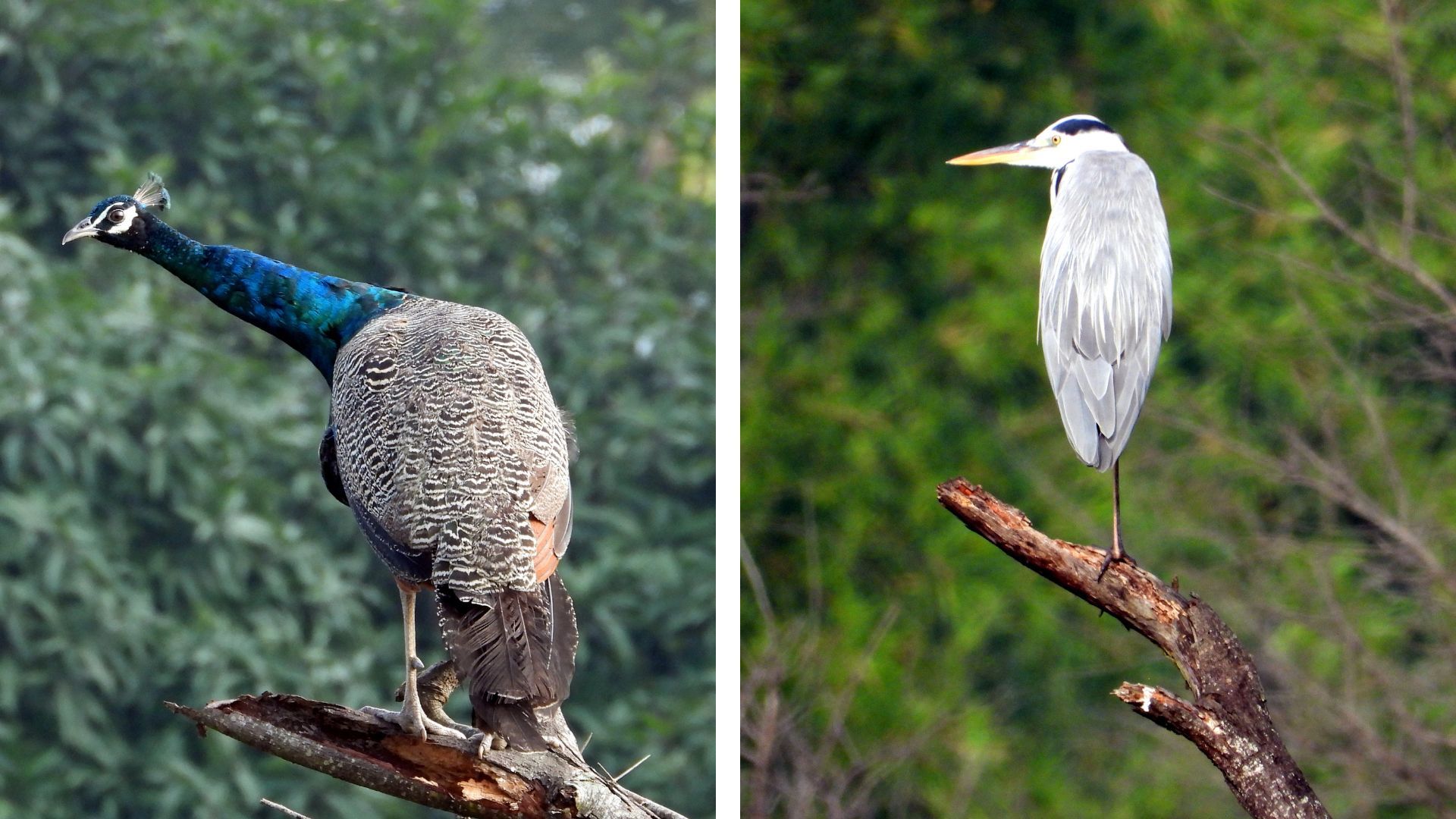 Discover Hesaraghatta: Bengaluru’s Last Grassland Conservation Reserve