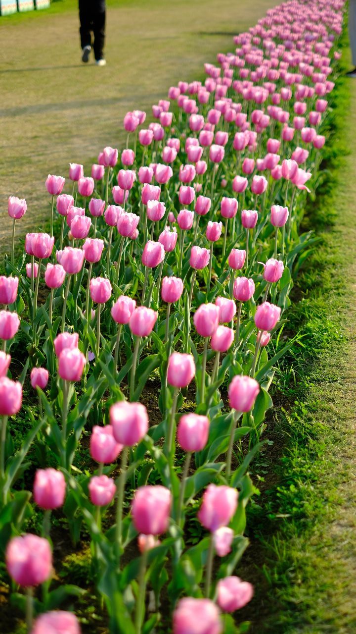 Tulip Flower Garden In Delhi