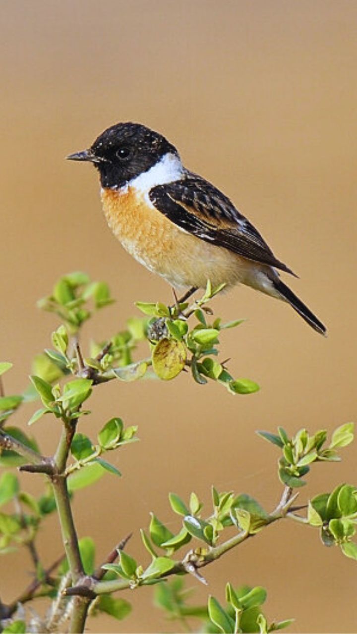 Delhi Bird Sanctuary: Explore These Top Birding Spots In And Around Delhi