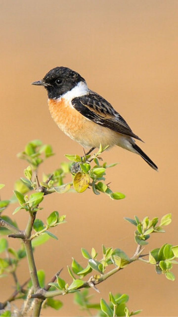 Delhi Bird Sanctuary: Explore These Top Birding Spots In And Around Delhi