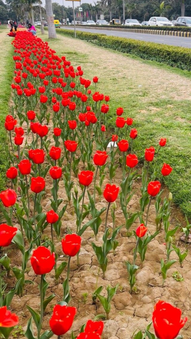 Flowers In Delhi: Places To Experience The Best Of Spring
