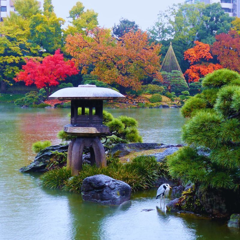 Discovering Japan’s Forests: From Bamboo Groves To The Magical Woods