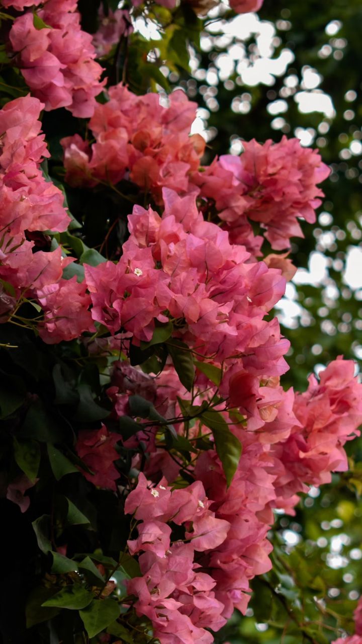 Floral Rush In Mumbai: Where To Catch The Brightest Blooms