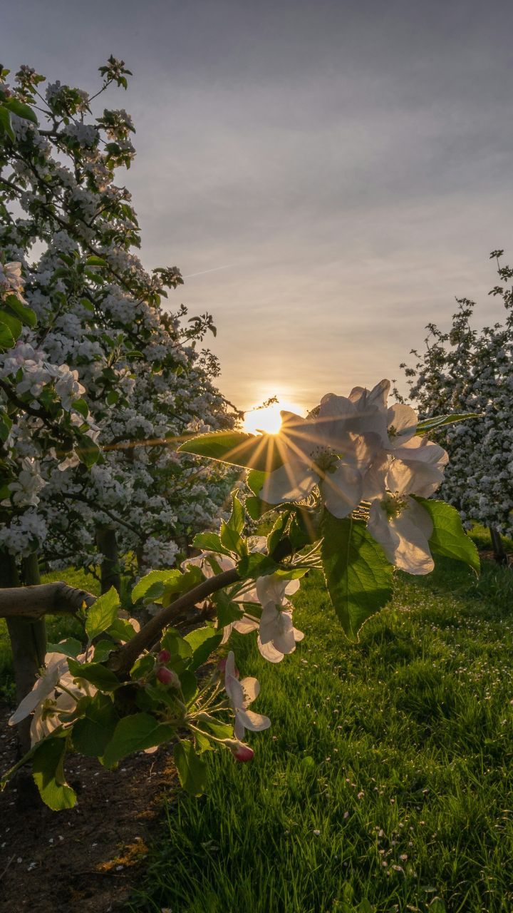 Best Places To Be In Switzerland To Experience The Spring Season