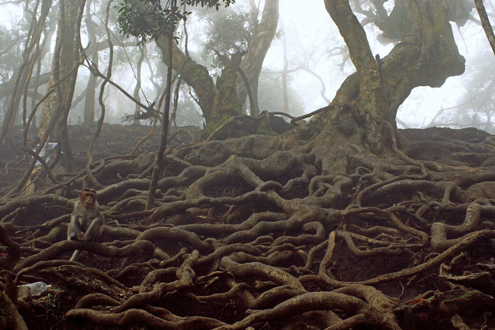 Tourist Places In Kodaikanal: Lakes To Lush Trails And More