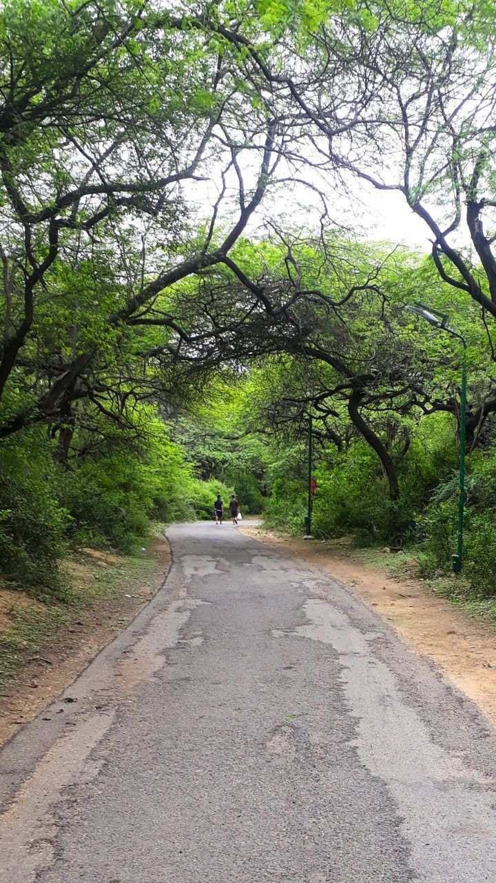 Delhi Forests: 11 Beautiful Spaces For A Nature Escape Within The City