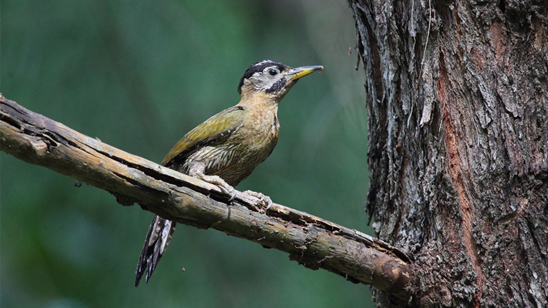 Coney Island For First-Time Visitors: A Serene Nature Escape In Singapore