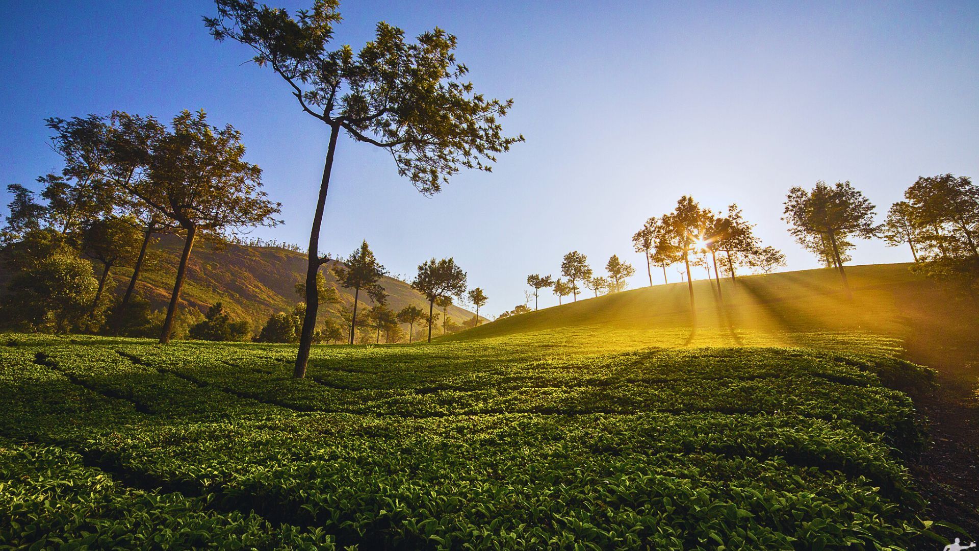 Best Time To Visit Munnar For A Quiet Escape Amidst Stunning Views