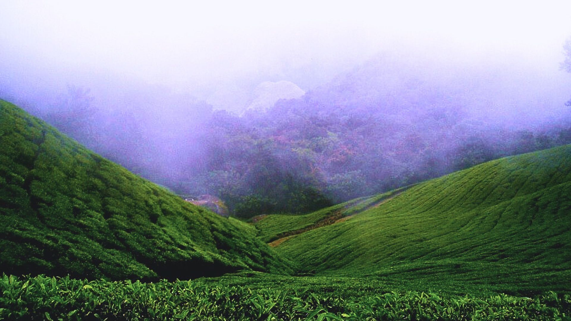 Best Time To Visit Munnar For A Quiet Escape Amidst Stunning Views