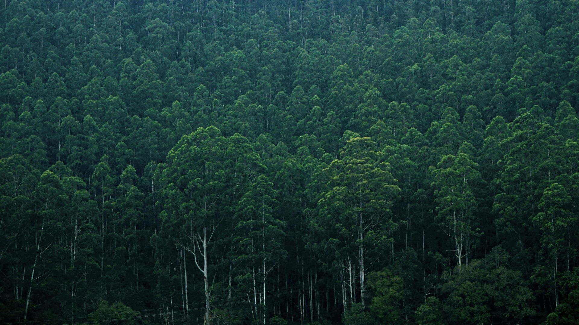 Best Time To Visit Munnar For A Quiet Escape Amidst Stunning Views