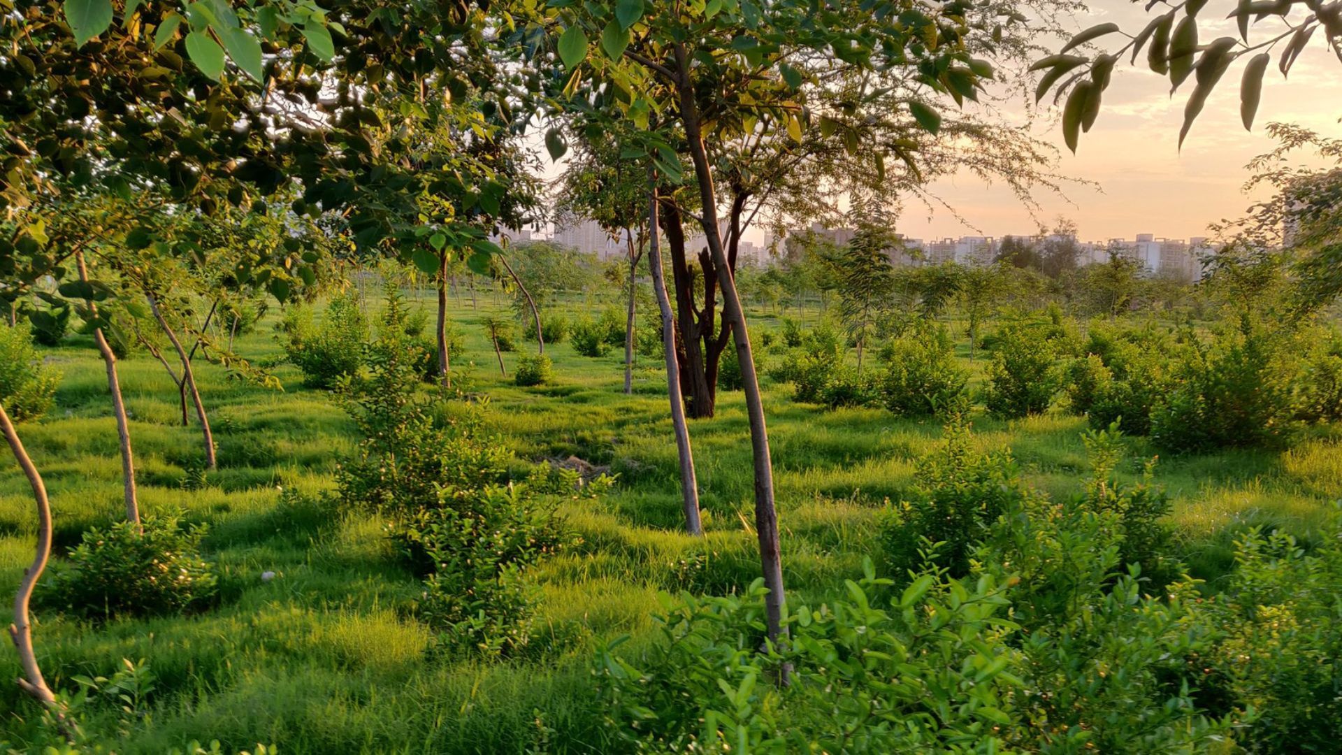 Deer Park And Mini-Zoo Coming To Noida, Featuring Sunset Safari