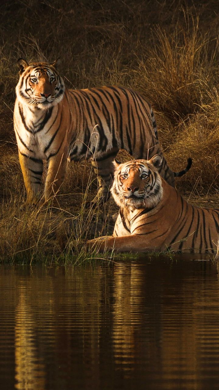 National Parks With Tigers: 12 Best Places To Spot The Royal Cat In India