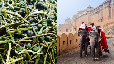 Rajasthan’s Traditional 'Sangri’ Bean Receives The GI Tag Distinction!