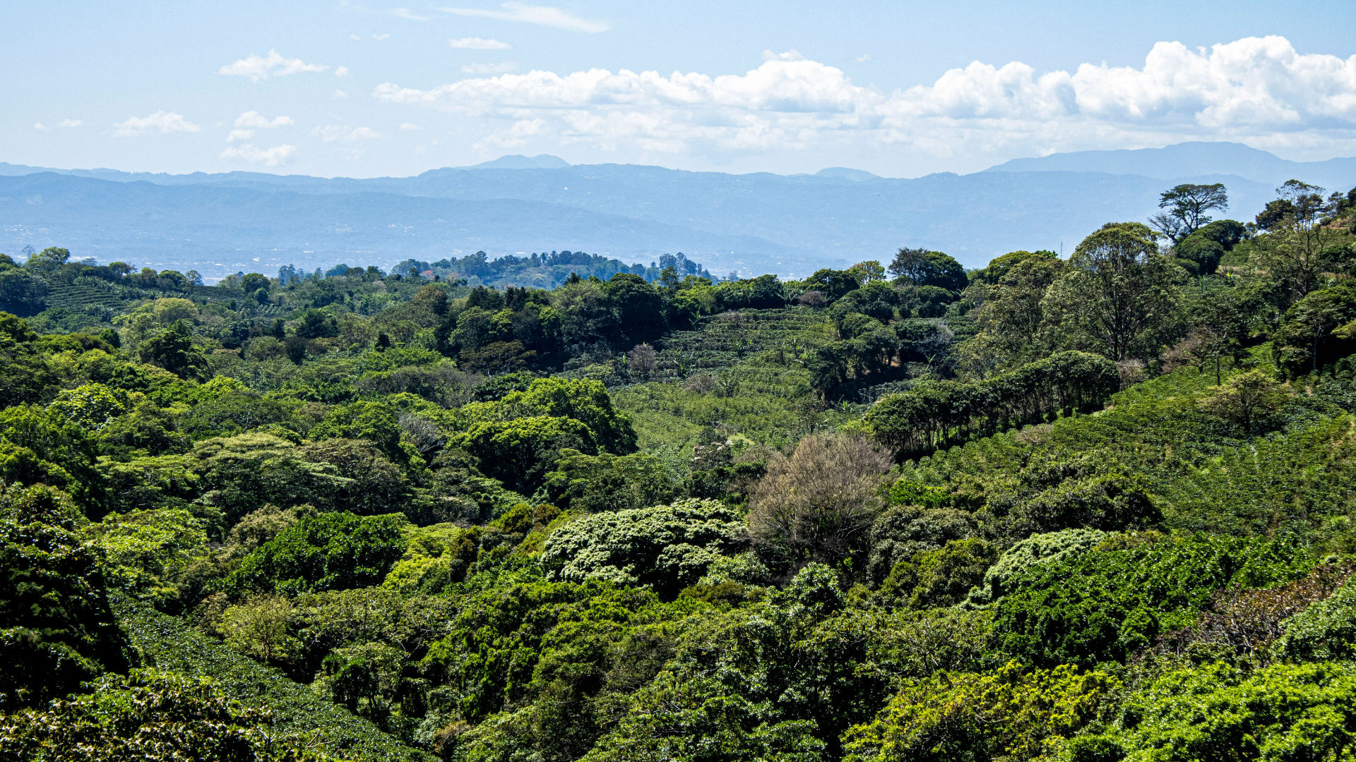 Your Guide To The Best Coffee Trails Around The Globe