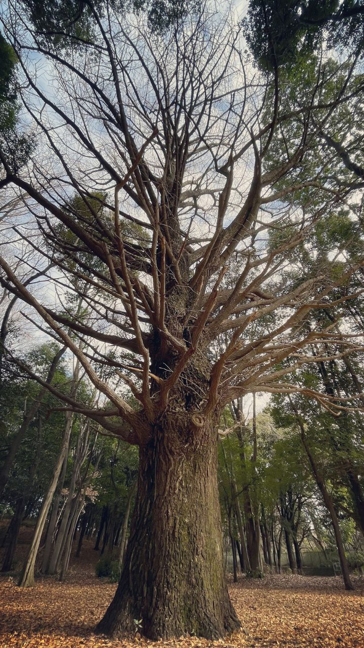 Oldest Trees In The World You Can Actually Visit